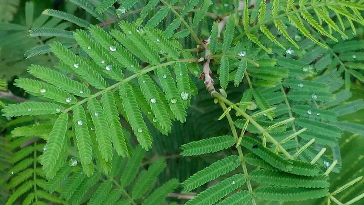 Shami Plant Care Tips: मानसून आने से पहले ही शमी के पौधे को इस तरीके से ...