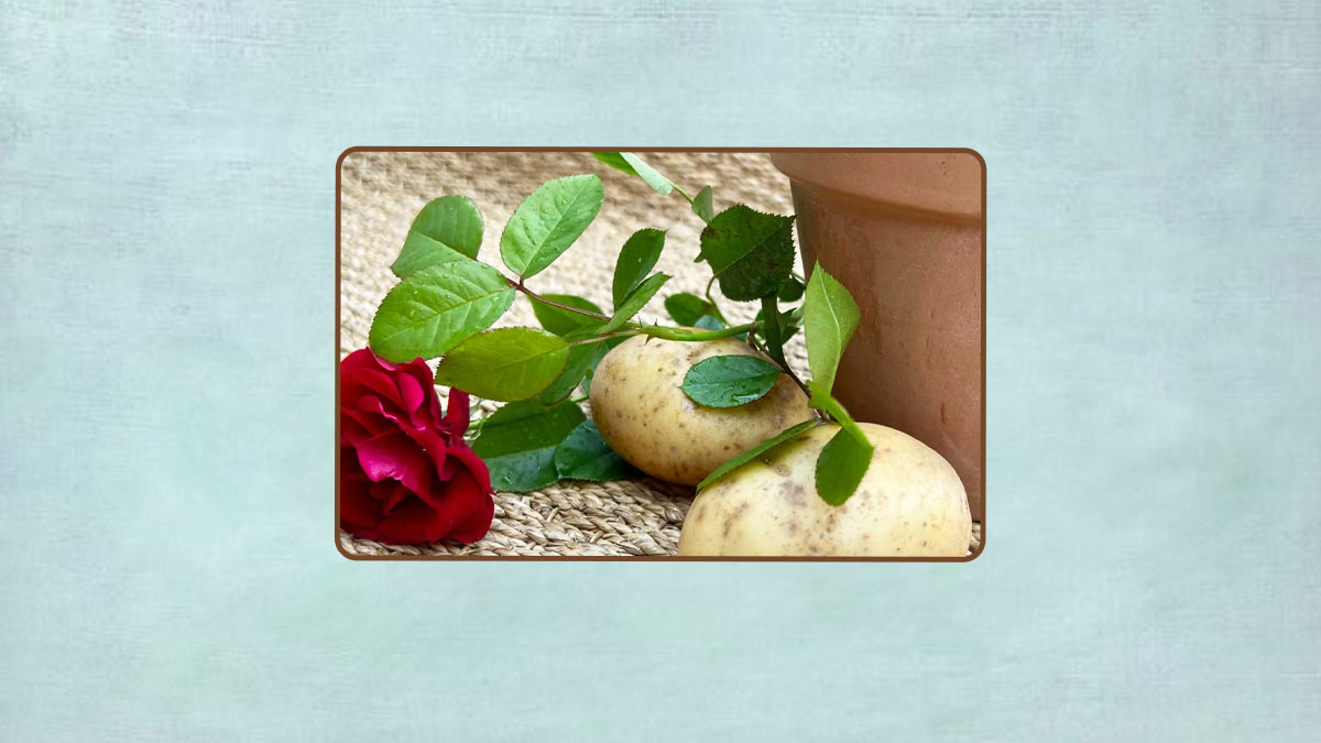 Rose Cuttings In Potatoes