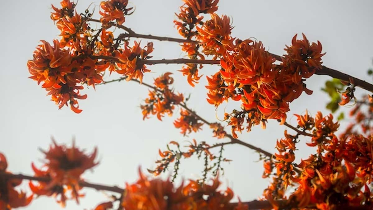 किस राशि के लोगों के लिए फलदायी है पलाश के पेड़ की पूजा? | which zodiac ...