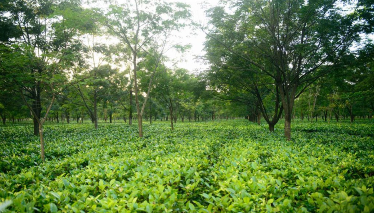 PM Modi Visit Assam's Hathikuli Tea Estate, Here Are The State's Other ...