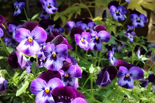 March Magic: Transform Your Garden With These Stunning Flowers | Herzindagi