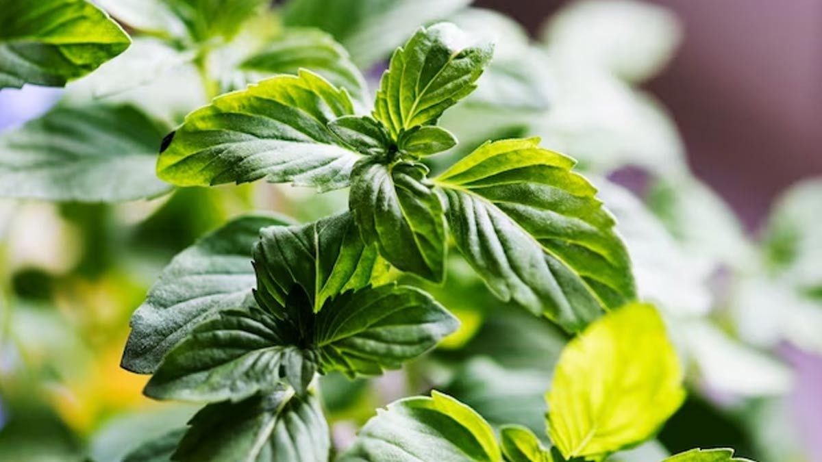 बालों के लिए फायदेमंद है तुलसी, इस तरह करें इस्तेमाल | benefits of ...