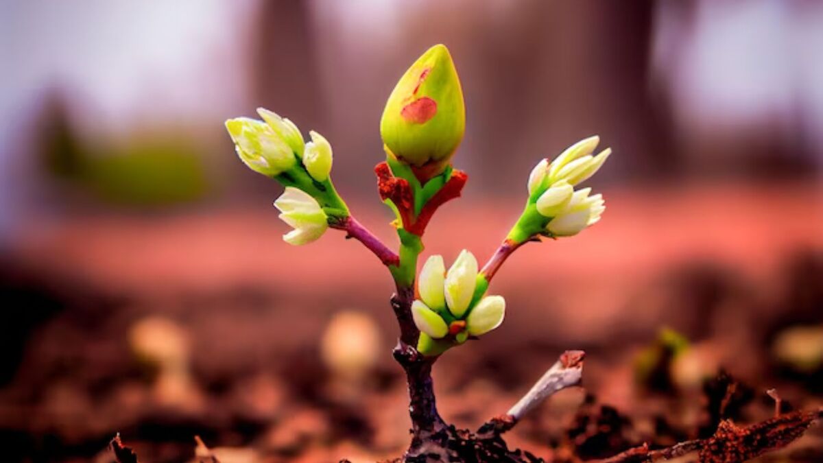 Tips To Grow Plant With Flower Buds: फूलों की कली से भी उगाया जा सकता ...