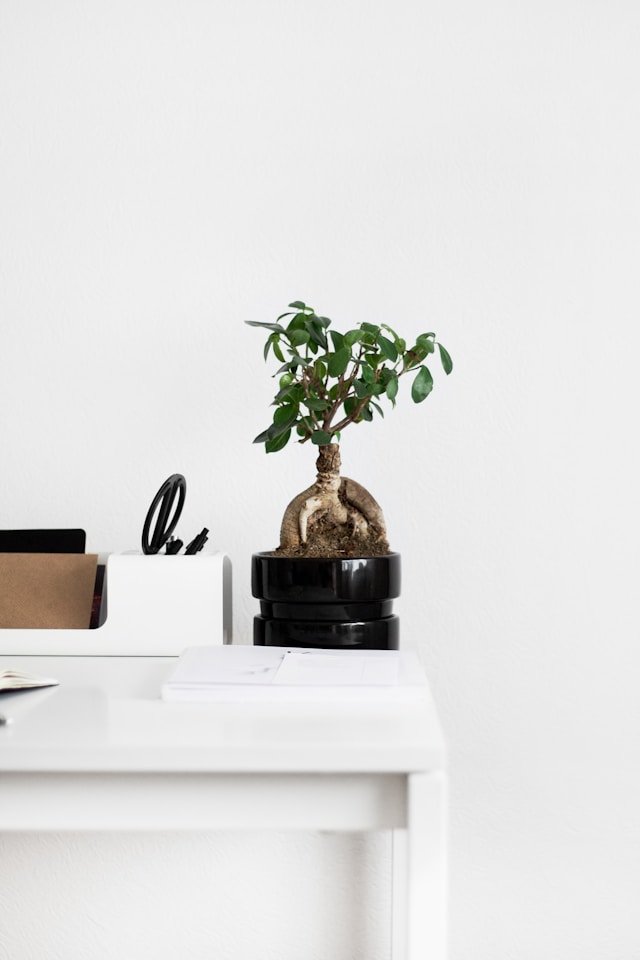 The Art Of Bonsai Care: A Comprehensive Guide To Keep Your Trees ...