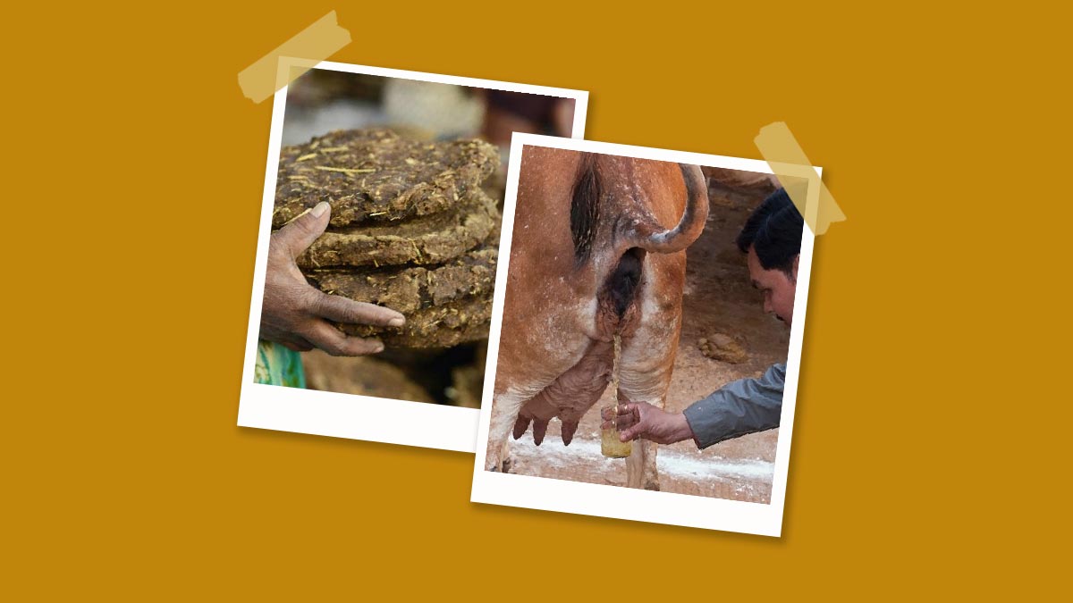 पूजा में गोबर और गोमूत्र को इतना पवित्र क्यों माना गया है ...