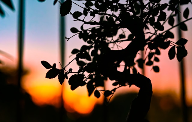 The Art Of Bonsai Care: A Comprehensive Guide To Keep Your Trees ...