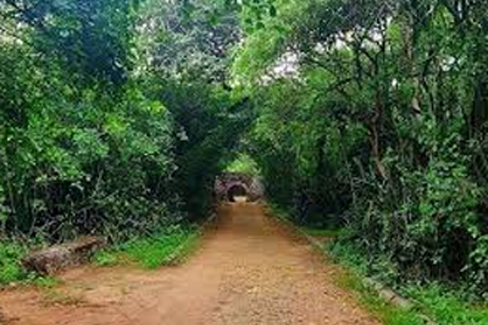 इंस्टाग्राम पोस्ट के लिए दिल्ली की इन फॉरेस्ट लोकेशन को जरूर करें विजिट ...