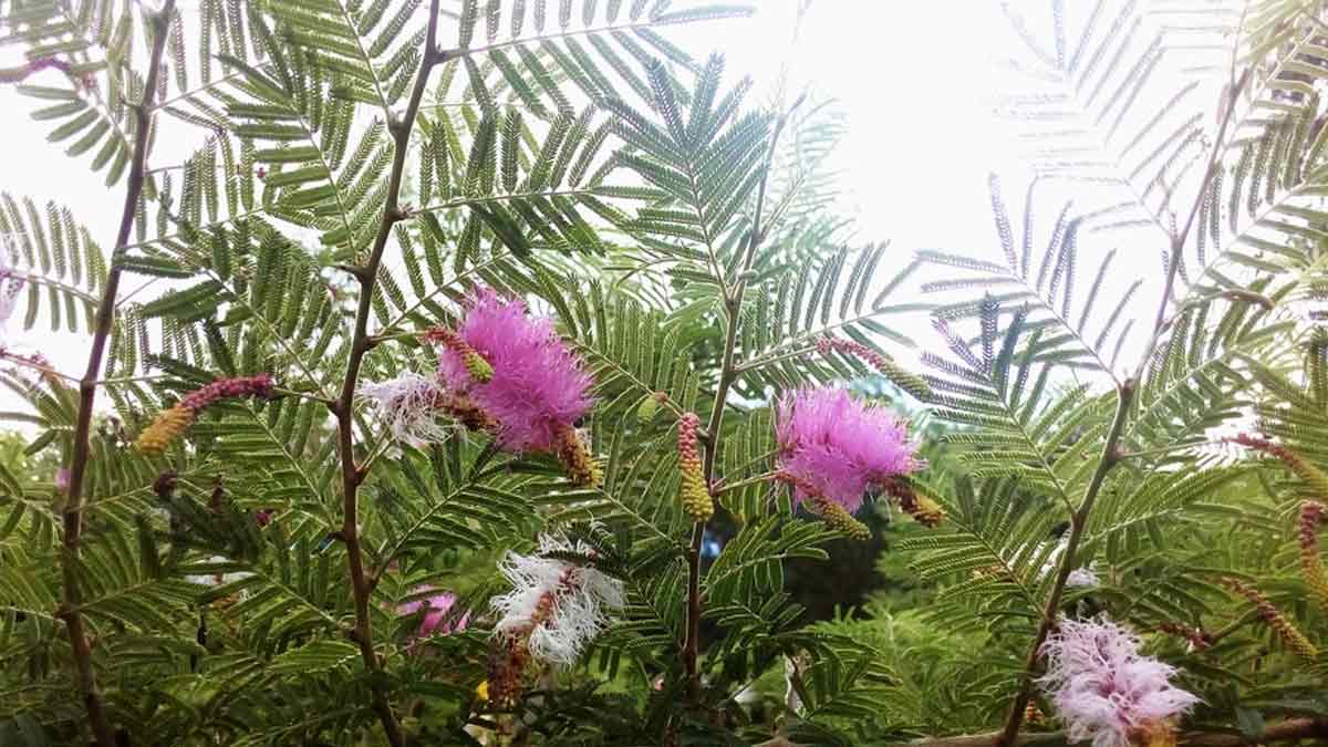 ईशान कोण दिशा में कौन सा पौधा लगाना चाहिए?