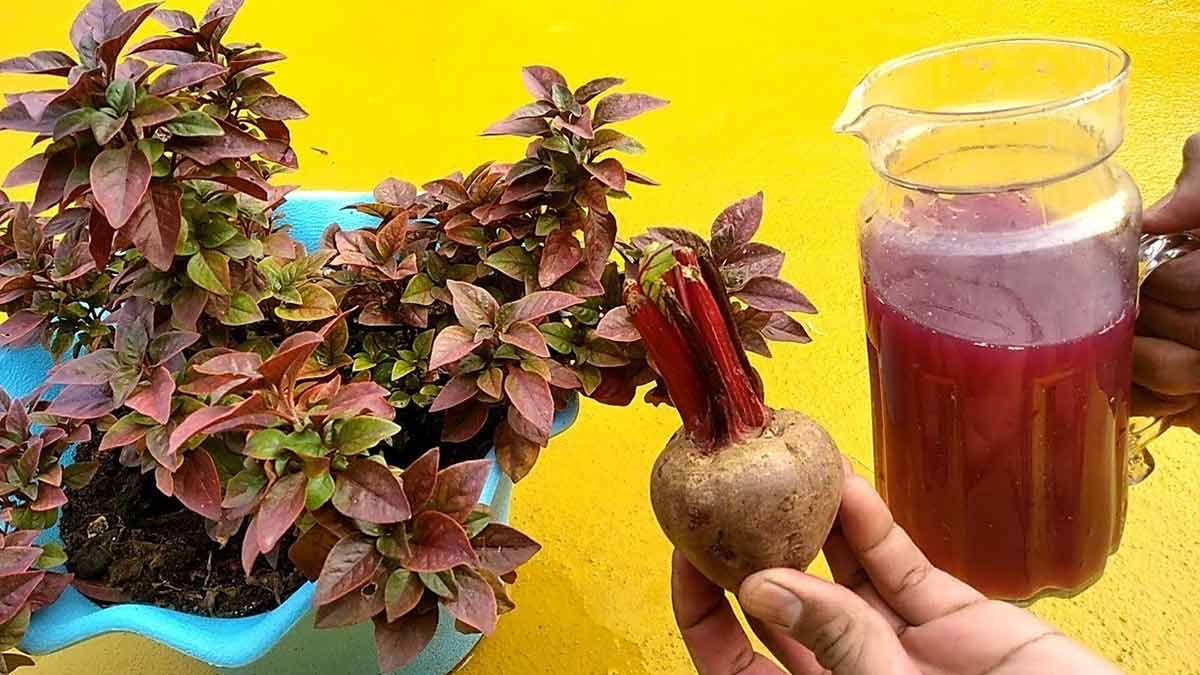 बीटरूट के छिलके से इस तरह से रखें पौधों का ख्याल | how to use beetroot ...