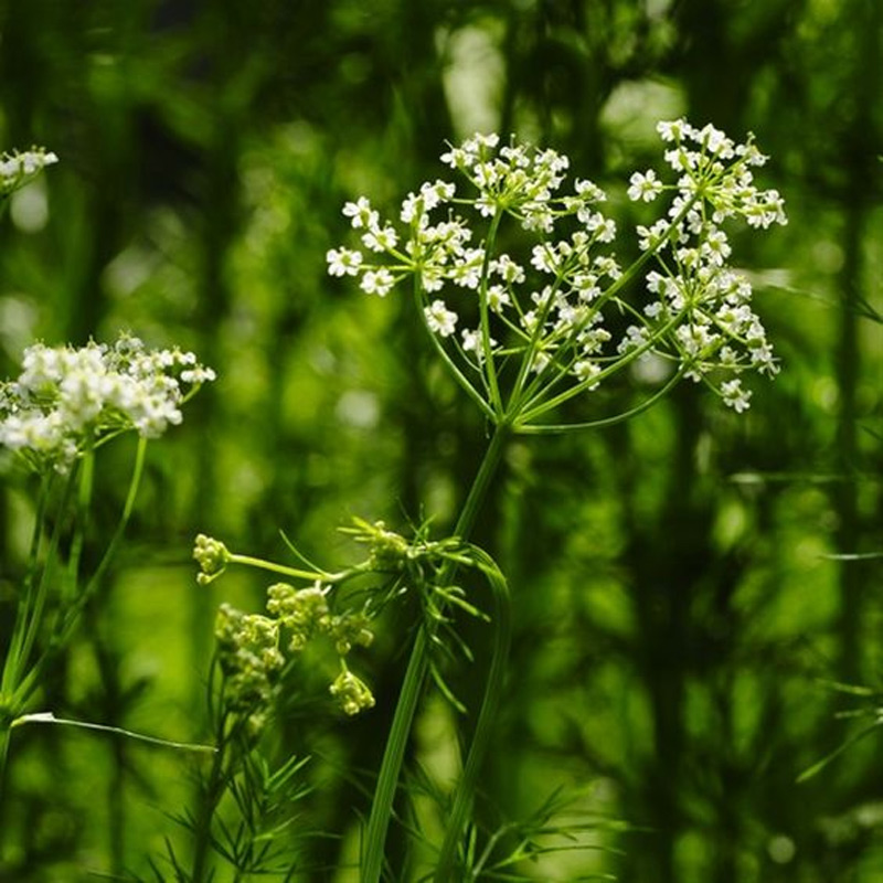 Into The Bloom: How To Grow Cumin Plant At Home | Herzindagi