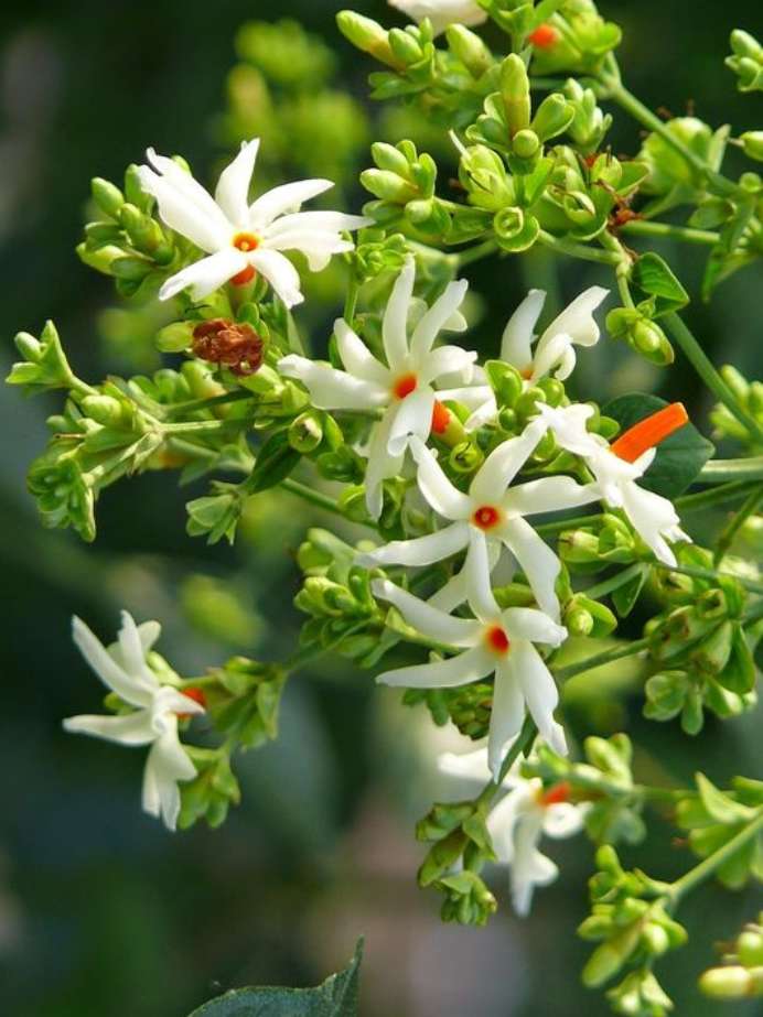 Parijat Flower: मां लक्ष्मी को प्रिय यह एक फूल आखिर रात में ही क्यों ...