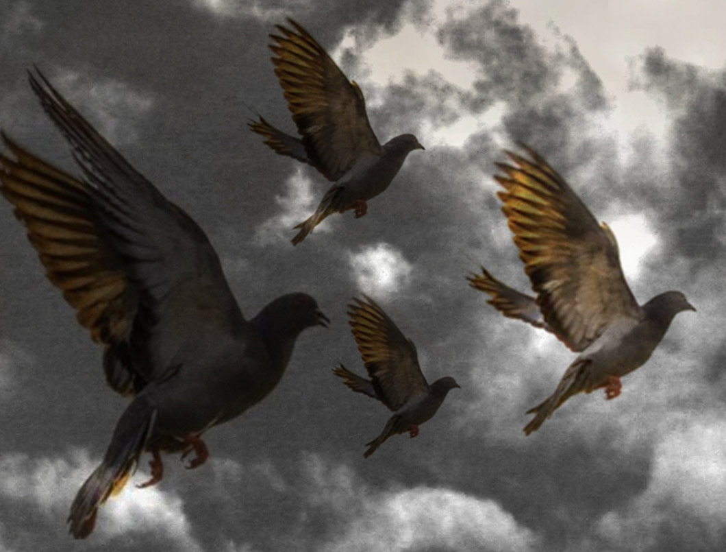 Bird Suicide Mystery: क्या सच में भारत की इस जगह पक्षी करते हैं सुसाइड ...