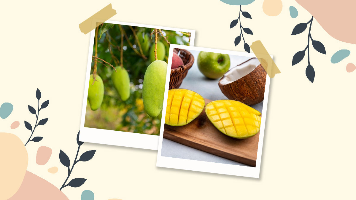पक्का या कच्चा आम: सेहत के लिए कौन सा अधिक फायदेमंद है? | raw mango vs ...
