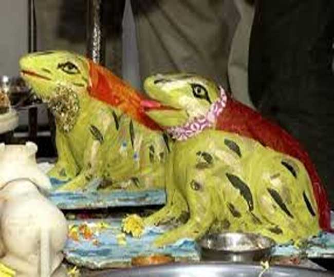 एक अनोखी परंपरा जहां मानसून से पहले धूमधाम से होती है मेंढक की शादी ...