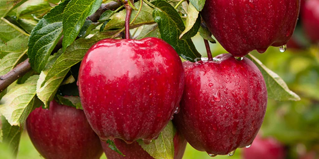 ताजे और मीठे सेब खरीदने के ट्रिक्स
