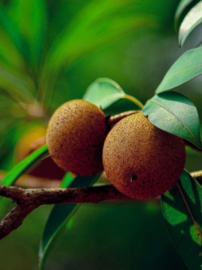 எண்ணற்ற நன்மைகள் தரும் சப்போட்டா பழம்