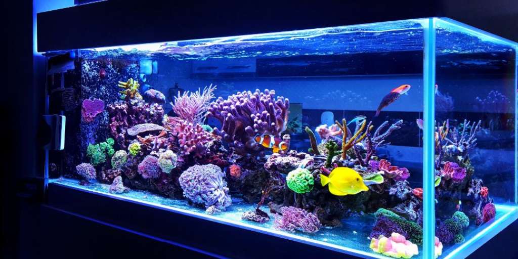 5 Feng Shui Fishes For Home Aquarium To Attract Good luck!