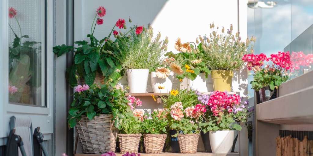Mini Garden At Home: Small Plants For Balcony