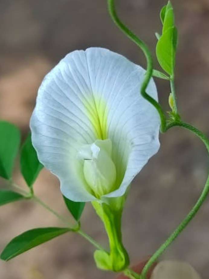 Shankhpushpi: शंखपुष्पी के सेवन से मिलते हैं ये 7 फायदे