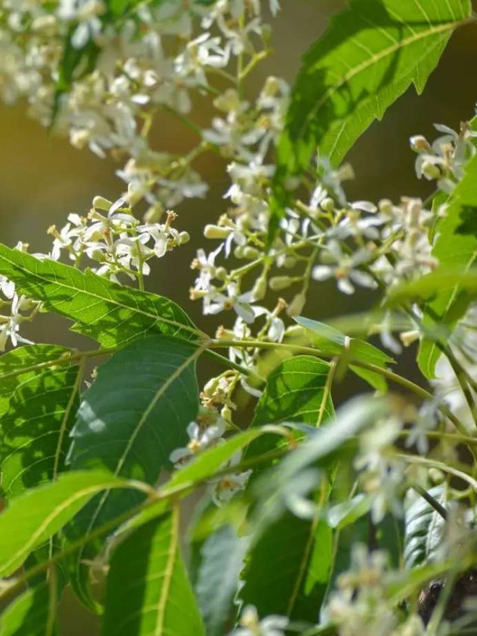 காலை வெறும் வயிற்றில் வேப்பம்பூ ஜூஸ் குடிப்பதில் கிடைக்கும் நன்மைகள்