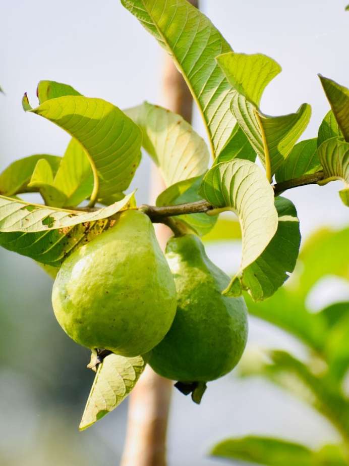 முகத்தை வெள்ளையாக்கும் கொய்யா இலைகள் பற்றி தெரியுமா?