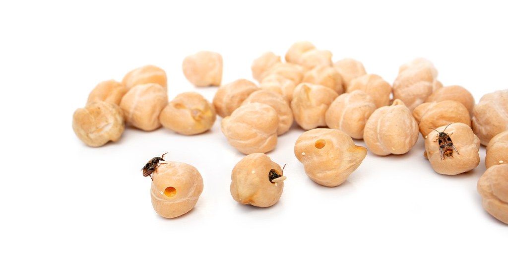 दाल से कीड़े ऐसे निकालें