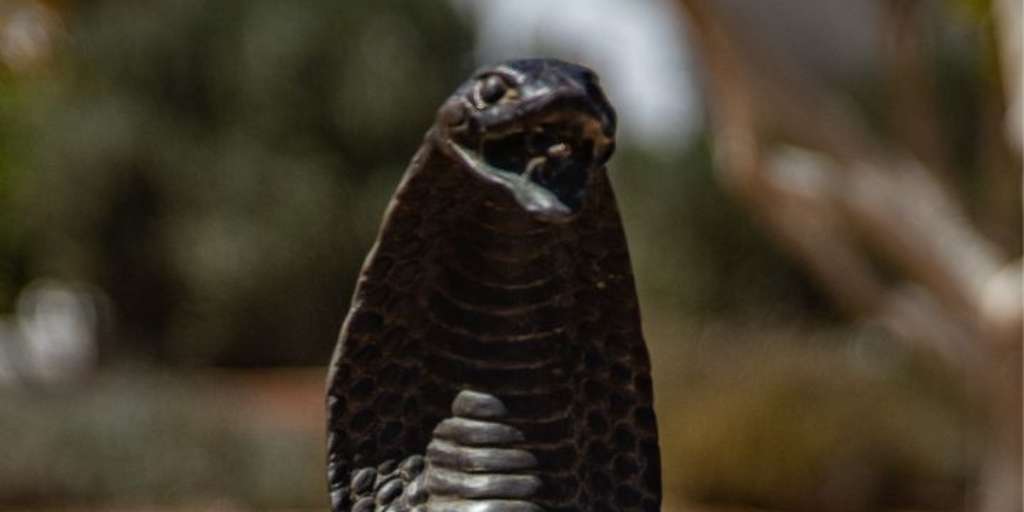 क्या नागों के पास सच में होती है नागमणि? जानें