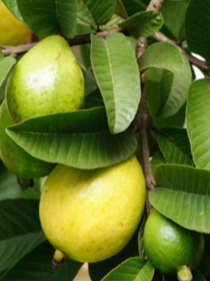 தினமும் 1 கொய்யா இலையை மென்று சாப்பிடுவதால் கிடைக்கும் நன்மைகள் பற்றி ...