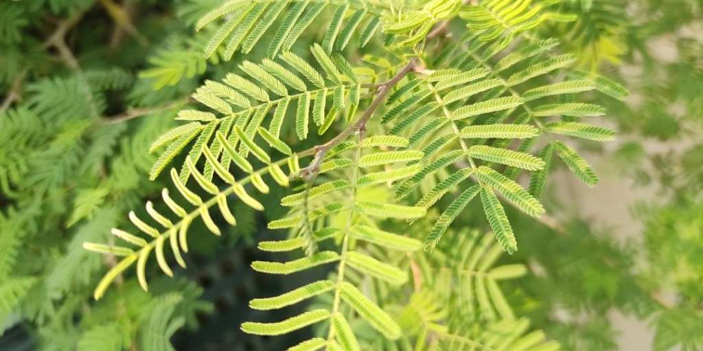 Shami Plant Benefits: Where To Place It At Home?