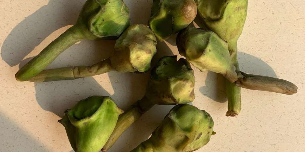 सेहत के लिए रामबाण है सिंघाड़ा, मिलते हैं ये 6 फायदे