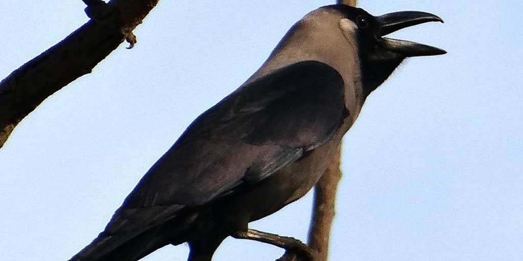 छत पर कौए का आना देता है धन का संकेत