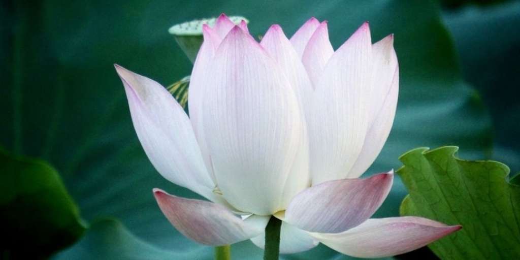 Durga Puja 2023: Top 6 Flowers To Offer To Maa Durga For Blissful Marriage!