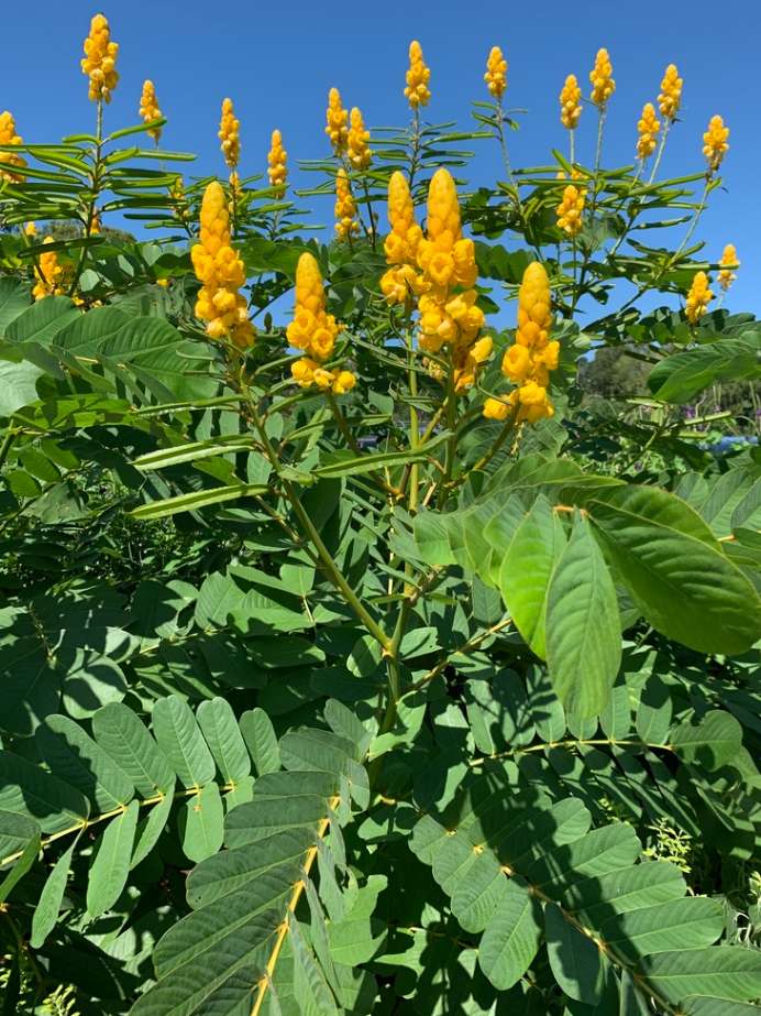 सेहत के लिए बेमिसाल है पीतांबर के पत्ते, मिलते हैं ये 7 फायदे