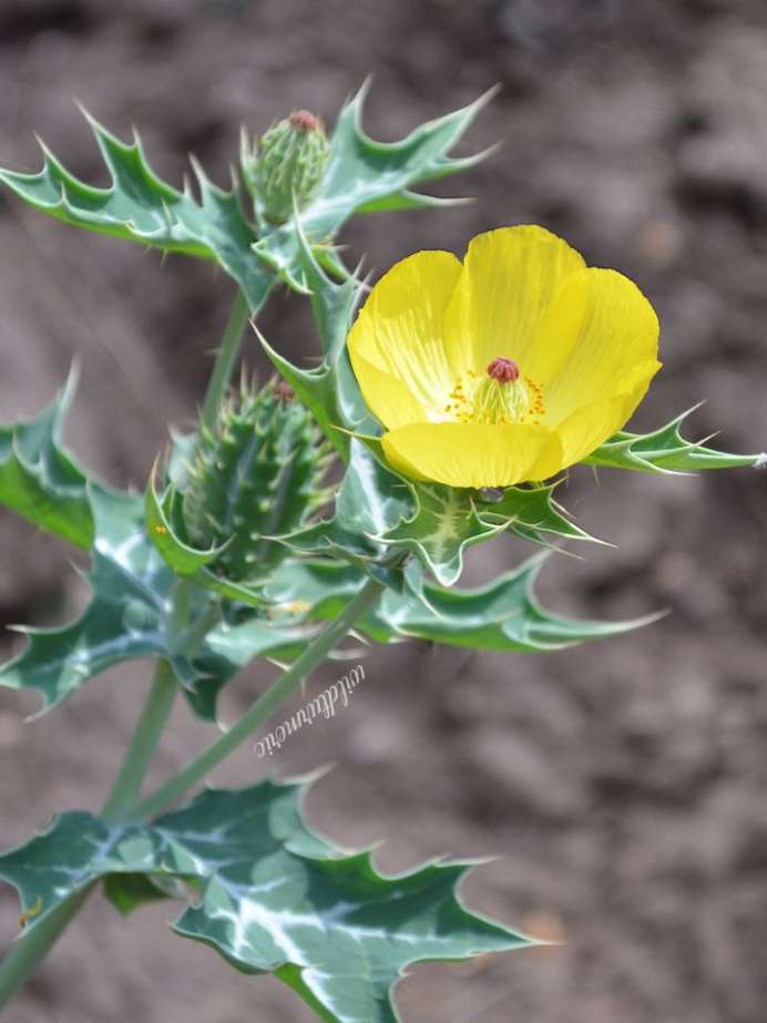 👌 ઘરેલુ ઉપચાર Links • C.D.PATEL (@cdpatel9996) on ShareChat