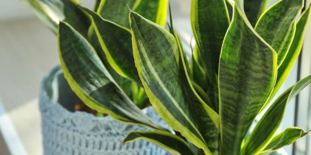 Top 6 Tips To Maintain A Snake Plant For Indoor Space!