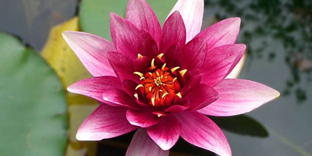 Mahashivratri 2024: 10 Favourite Flowers To Offer To Lord Shiva!