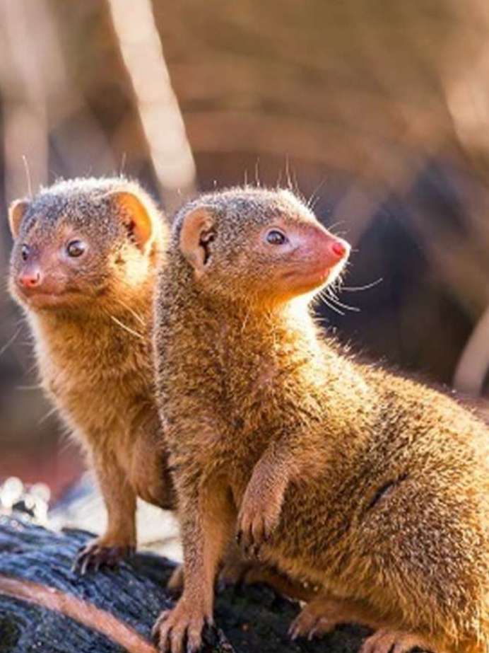 नेवला दिखे तो क्या करना चाहिए?