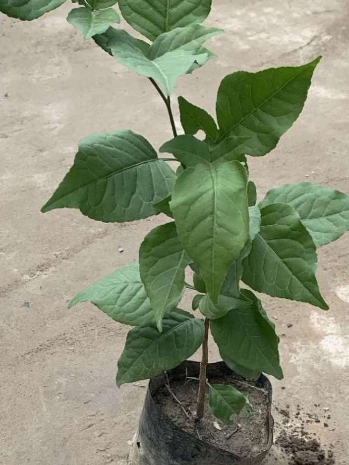 बेलपत्र की पूजा करने से क्या होता है?