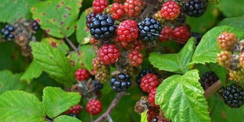 बीमारियों के लिए रामबाण है यह 1 जंगली फल