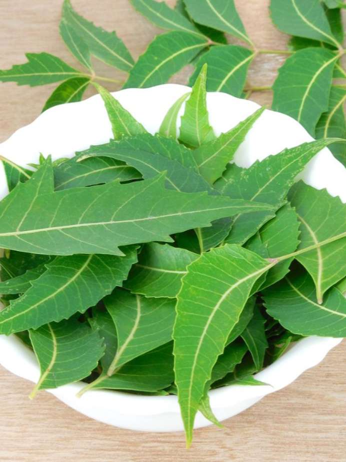 7 Benefits Of Drinking Neem Juice For Diabetes Patients