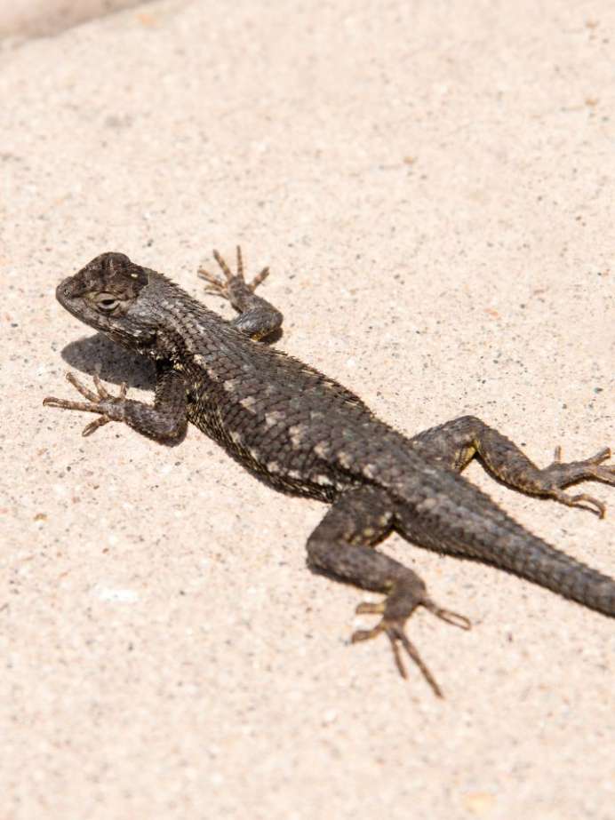 घर में काली छिपकली का होना कैसा होता है?