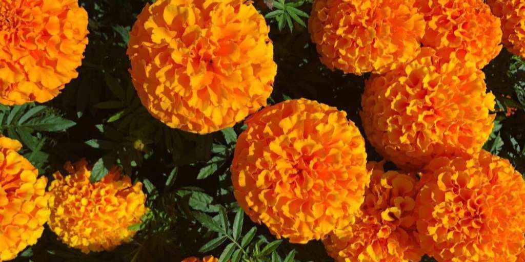 சருமம் மற்றும் கூந்தலுக்கு சாமந்திப்பூ அளிக்கும் நன்மைகள்