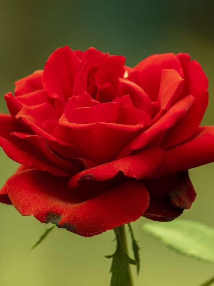 Rajnigandha Flower Benefits