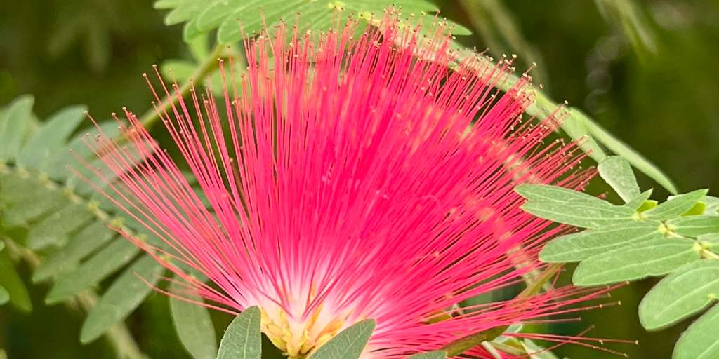 வாகை மலர் மற்றும் வாகை மரத்தின் மருத்துவ குணங்கள் அறிவோம்!