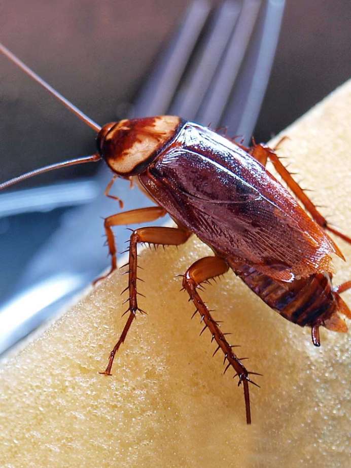 घर से कॉकरोच होगा खात्मा, करें ये 7 काम