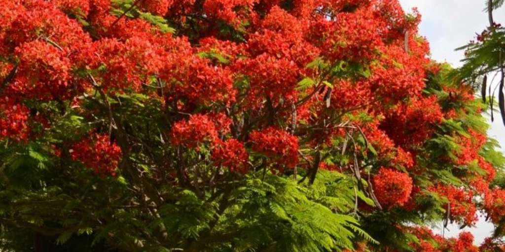 5 Amazing Benefits Of Gulmohar Tree