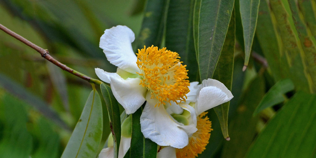 नागकेसर के इन उपायों से सुख-समृद्धि लाएं