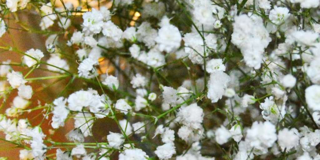 6 Effective Tips To Take Care Of Gypsy Flower Plant