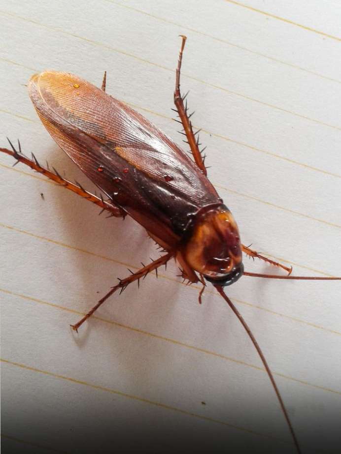 घर में कॉकरोच होना शुभ या अशुभ? जानें