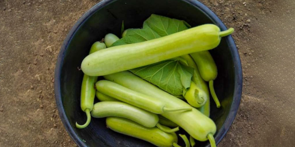bottle gourd: சுரைக்காய் இலைகளை சாப்பிடலாம் தெரியுமா? உடலுக்கு மிகவும் ...